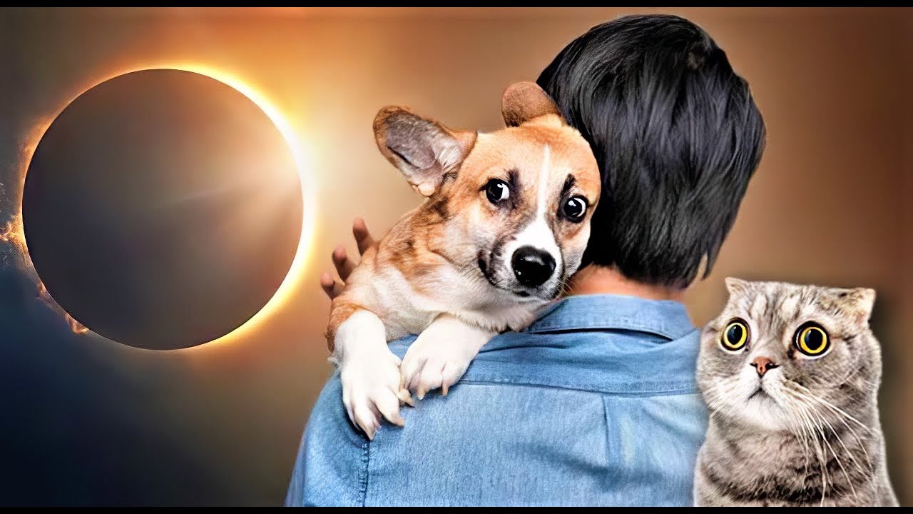 10 Strange Effects of Solar Eclipse - YouTube