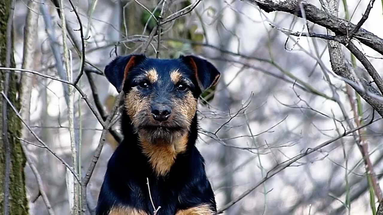 Dog Barking Video Footage Slow Motion Free Mp4 Download - Free HD Stock ...