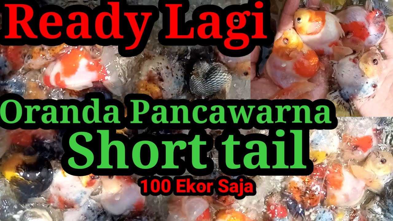 Ready Tidak Banyak !!! Ikan mas koki Oranda Short tail Bulky Bulky ...