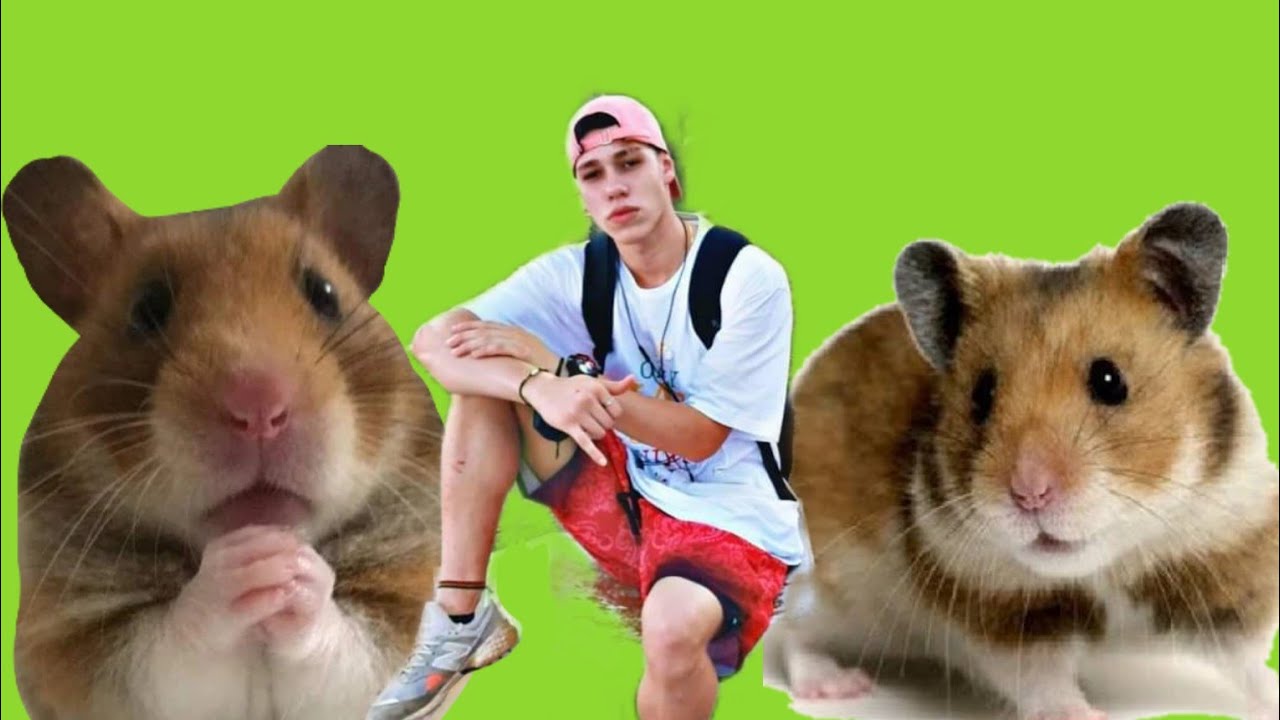 Hamster Escapes The Awesome Mario Maze - YouTube
