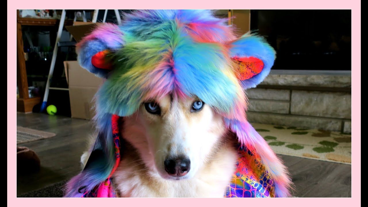 SHELBY IS A FAIR BEAR - YouTube