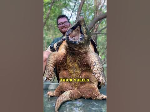 Alligator Snapping Turtle | The Prehistoric Turtle - YouTube