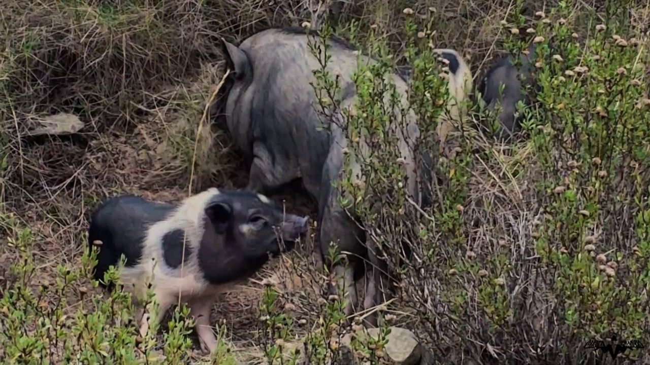 Animales del mundo - Sus scrofa domestica (Cerdo doméstico) - YouTube