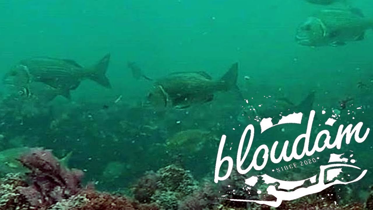 WHAT A DAY - SPEARFISHING SOUTH AFRICA 2020 - YouTube