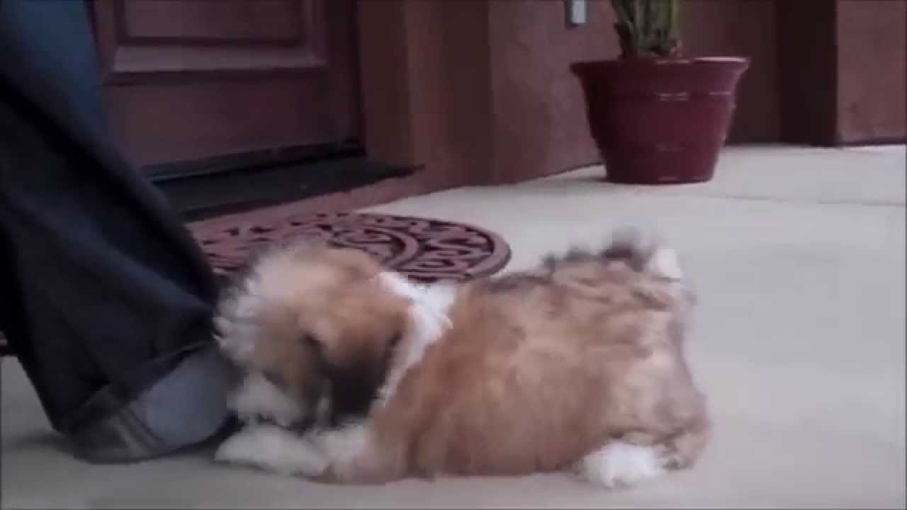 Cute teddy bear puppy - Mal-Shi - YouTube