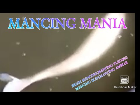 MANCING MANIA
