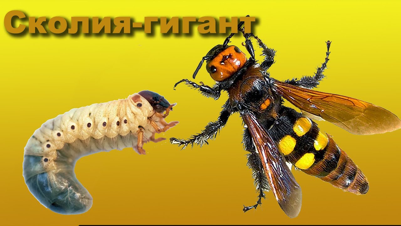 Сколия гигант.Scolia maculata - YouTube