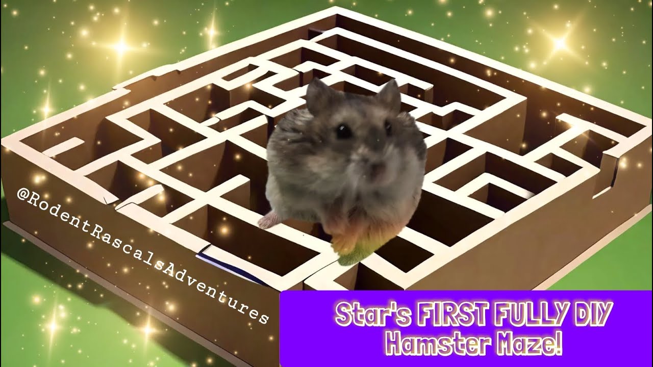 Star's FIRST FULLY DIY Hamster Maze #hamsterlife - YouTube