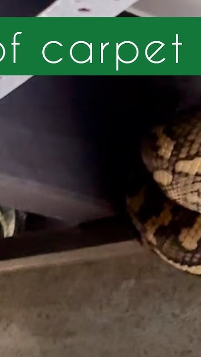 Breeding Pair of Carpet Python - YouTube