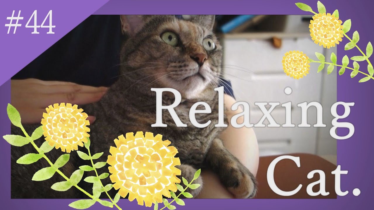 #44 Spending Time with Cats - 猫と一緒にいる時間 / Cat Documentary - YouTube