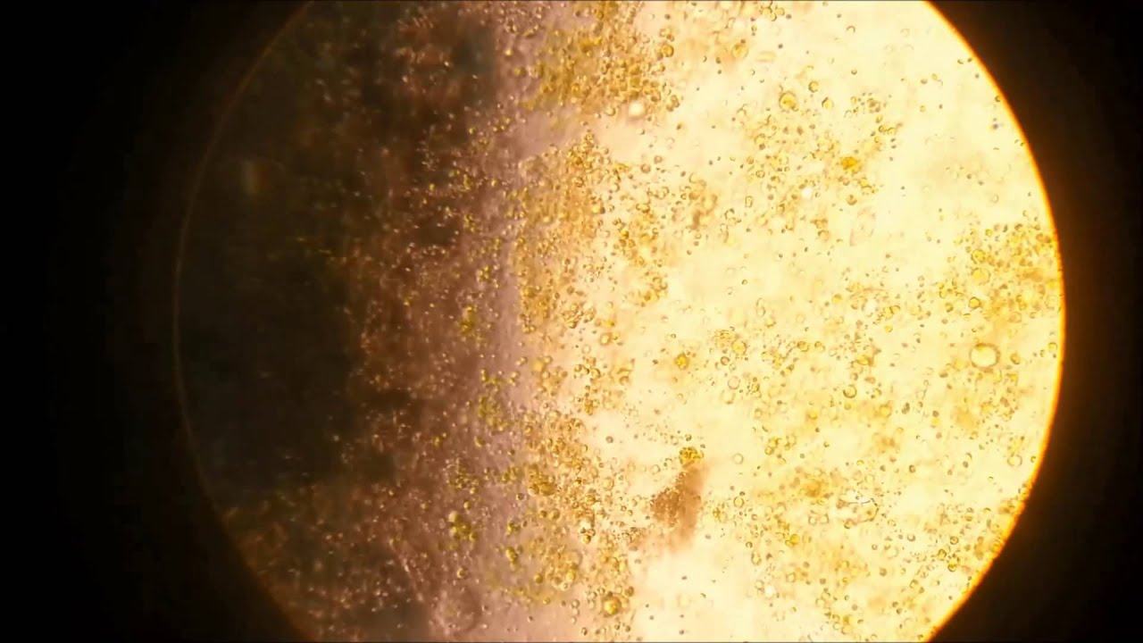 Mikrokosmos 1 Film 4 4 14 - YouTube