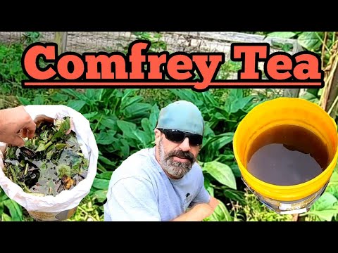 Comfrey Tea - our 7 day recipe - natural fertilizer - YouTube