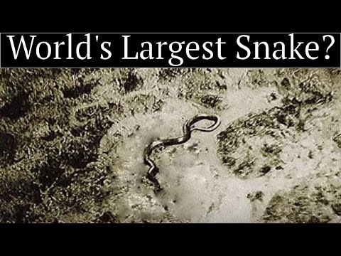 The Full Story of the Giant Congo Snake Photo