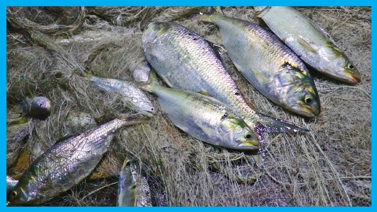 Amazing Fast Hilsa Fishing Skill (PART 117) - Catching Hilsa Fish Big ...