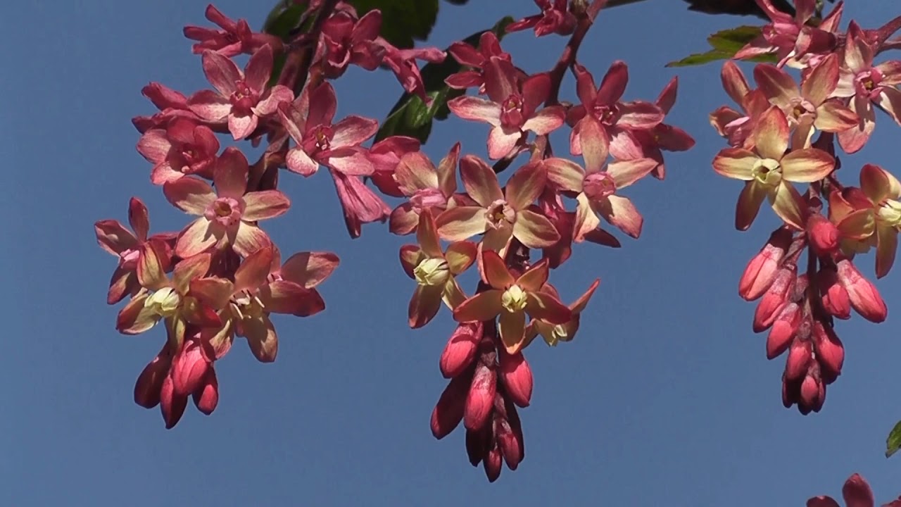 Madhumakhi plant flowers and madhumakhi, amazing madhumakhi nechar ...