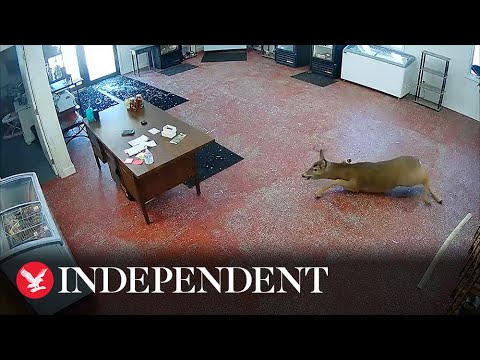 Deer crashes through glass window of butcher shop - YouTube