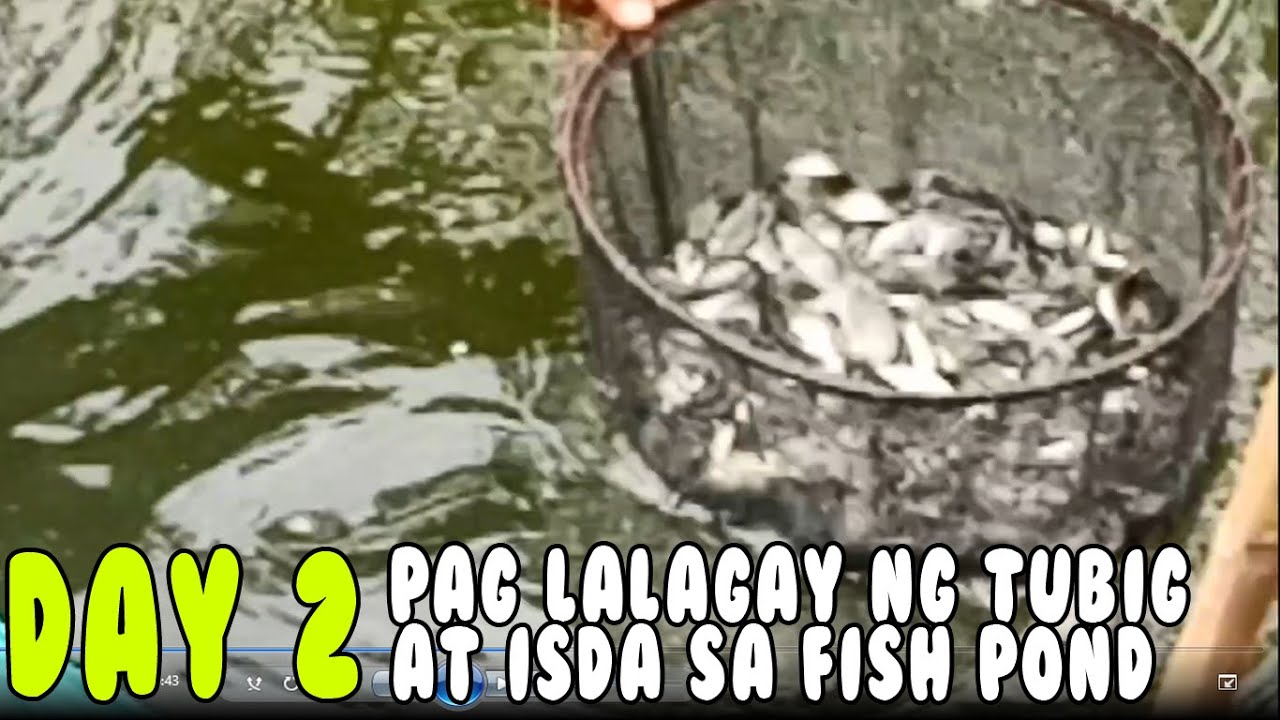PAANO MAG LAGAY NG TUBIG AT ISDA SA FISH POND - YouTube