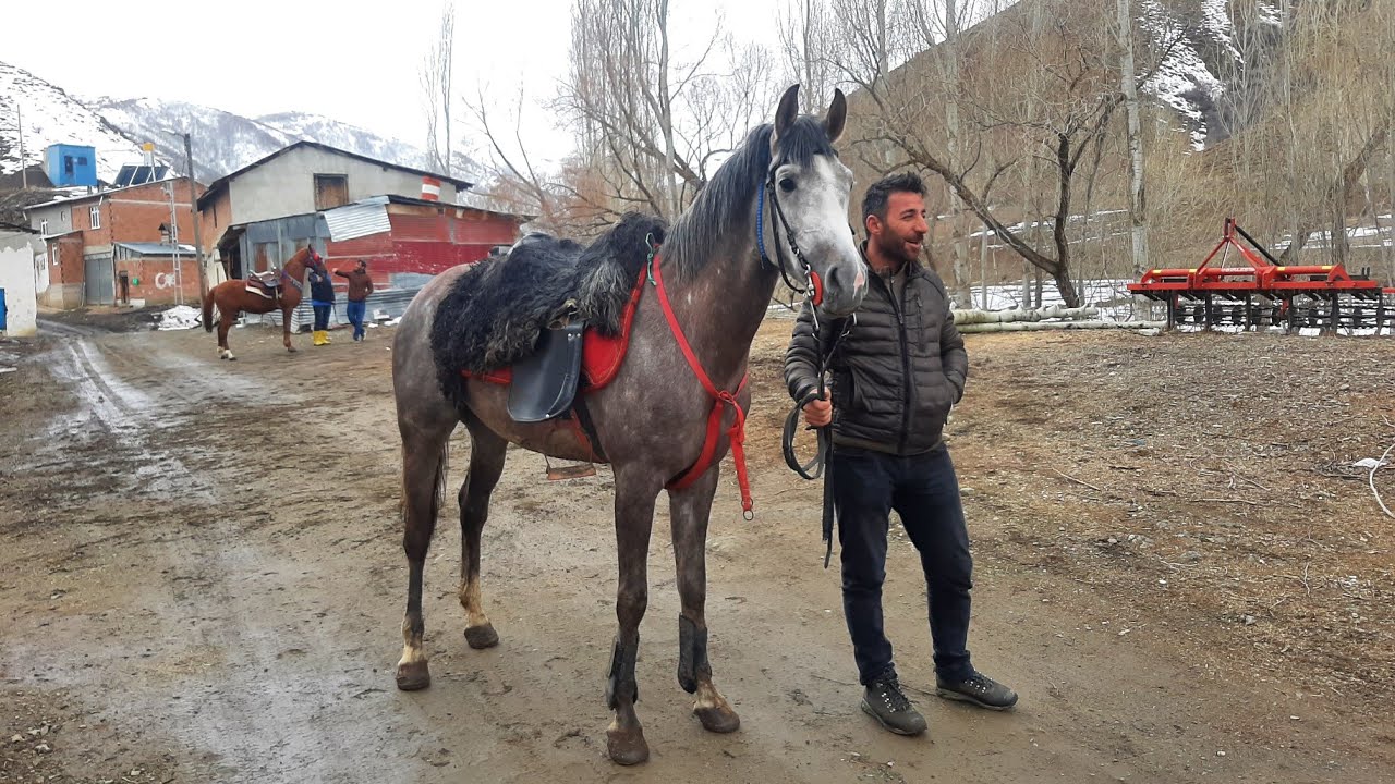 Arap Atları - YouTube