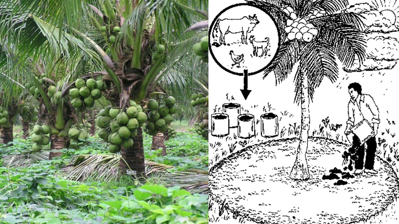 How To Planting And Puts Fertilize Coconut Coconut Crops YouTube how-to-planting-and-puts-fertilize-coconut-coconut-crops-youtube