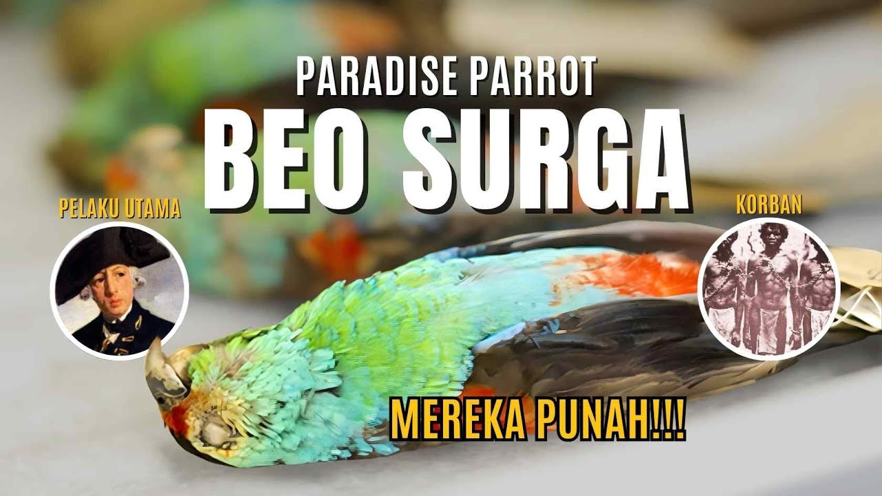 Nasib Burung Beo Surga: Keindahan dan Kepunahan - YouTube