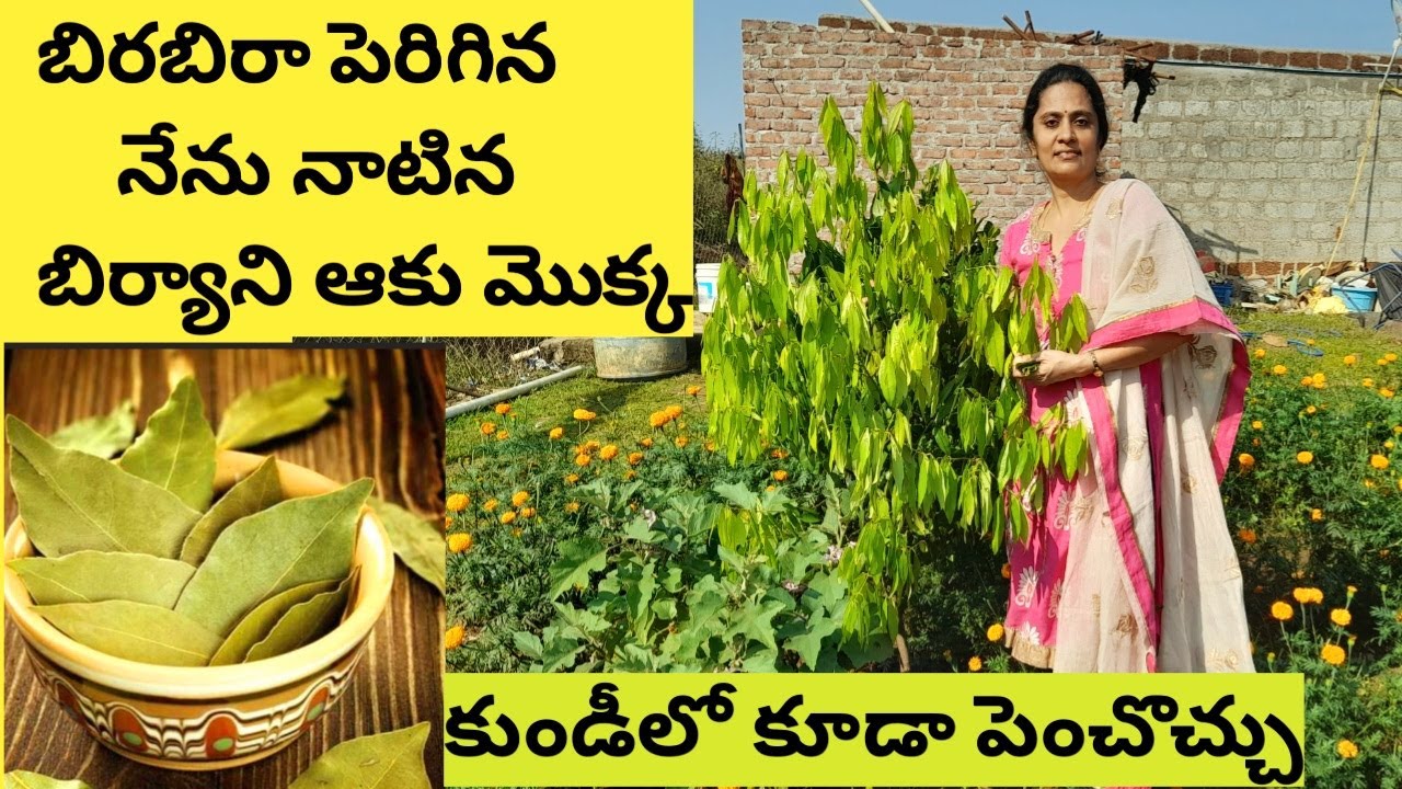 Look how much this BIRYANI LEAF PLANT has grown since I planted it ...