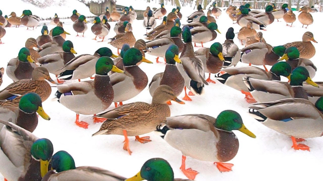 The Hungry Arctic Mallard Ducks Came Back After the Scare [4K] - YouTube
