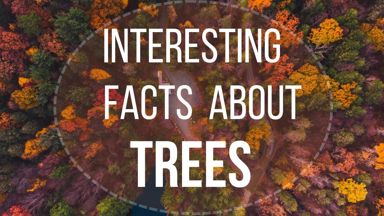 10 Interesting facts about trees - YouTube