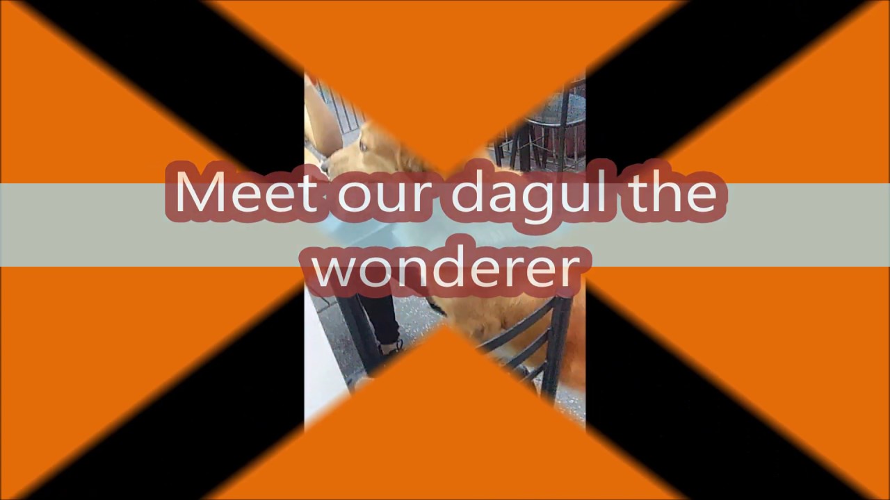 dagul our little dog na di na lumaki - YouTube