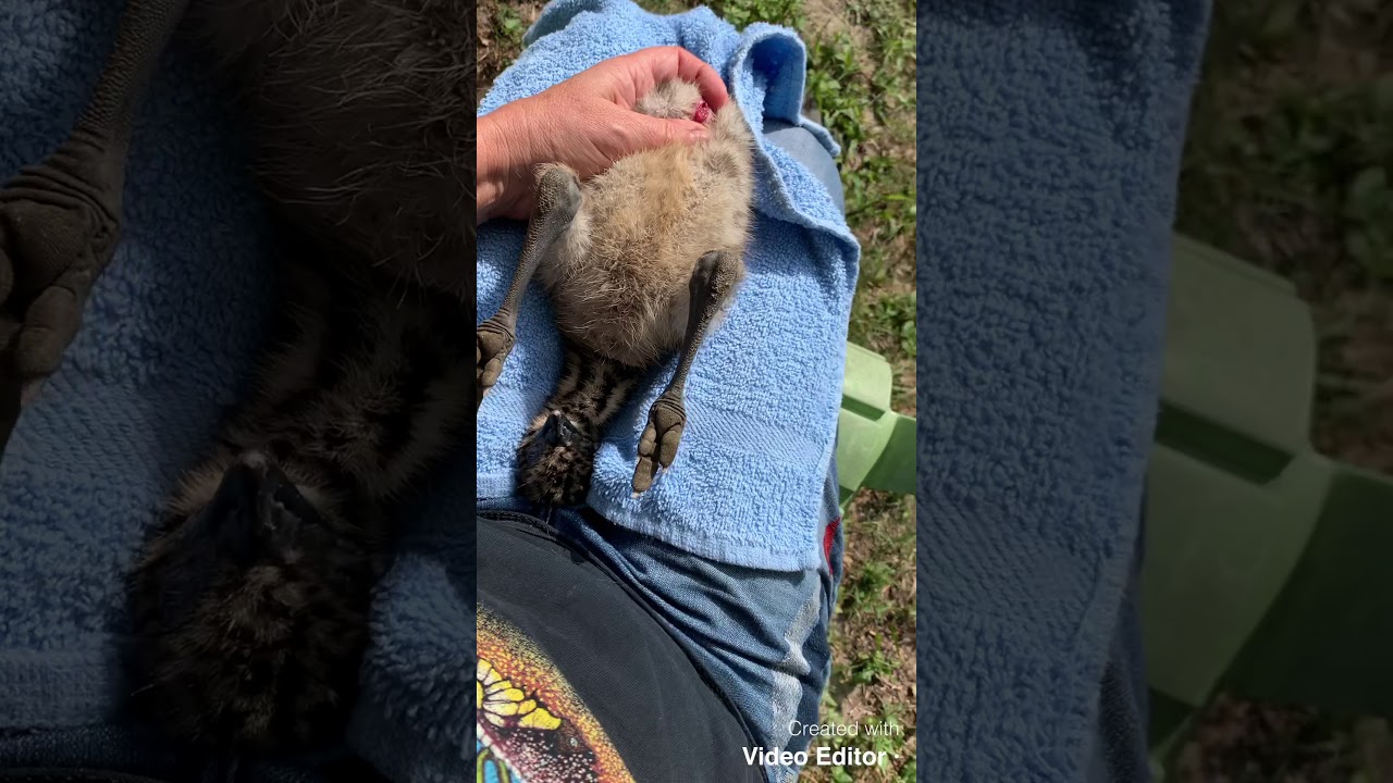 Vent Sex Emu Chicks - YouTube