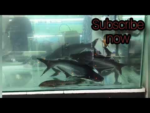 #fish aquariyum 😍🤩😍🤩😍 - YouTube