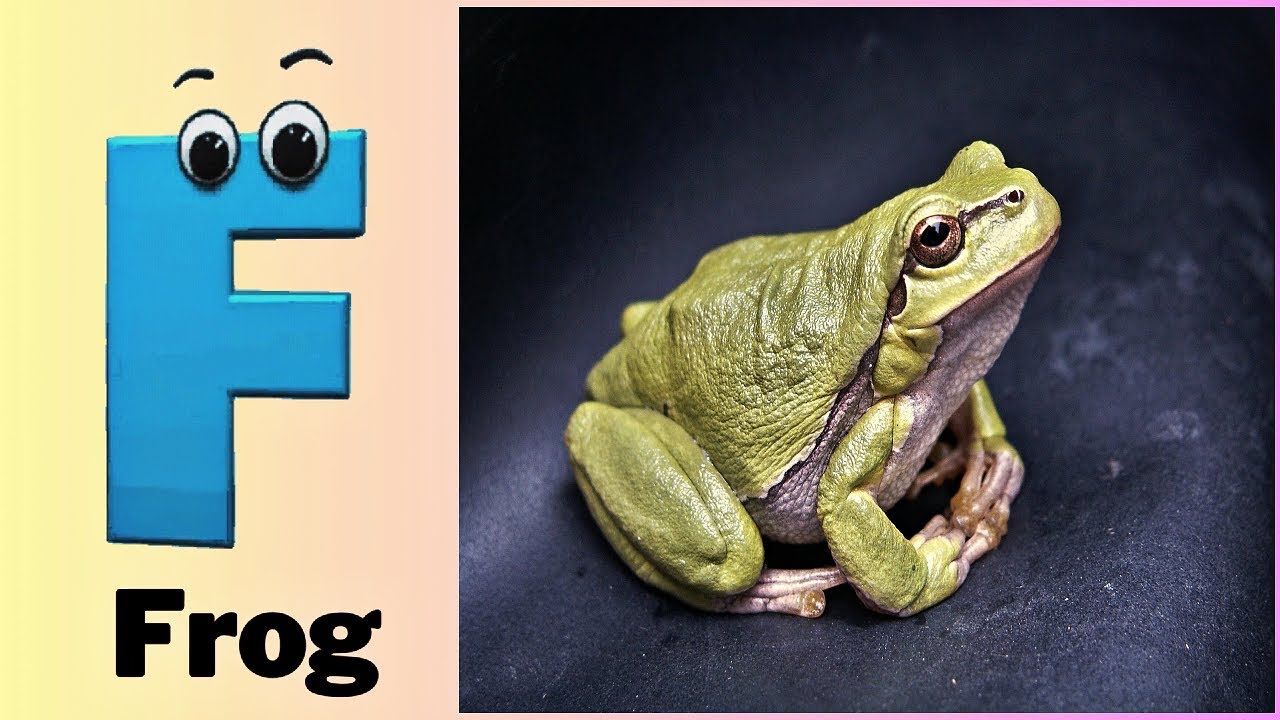 A to Z Insects & Bugs | Insects ABC Song for Kids | Phonics for Kids ...