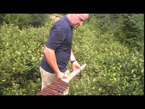 Exploring the Newfoundland railway Episode #95 lets walk the Trinity ...