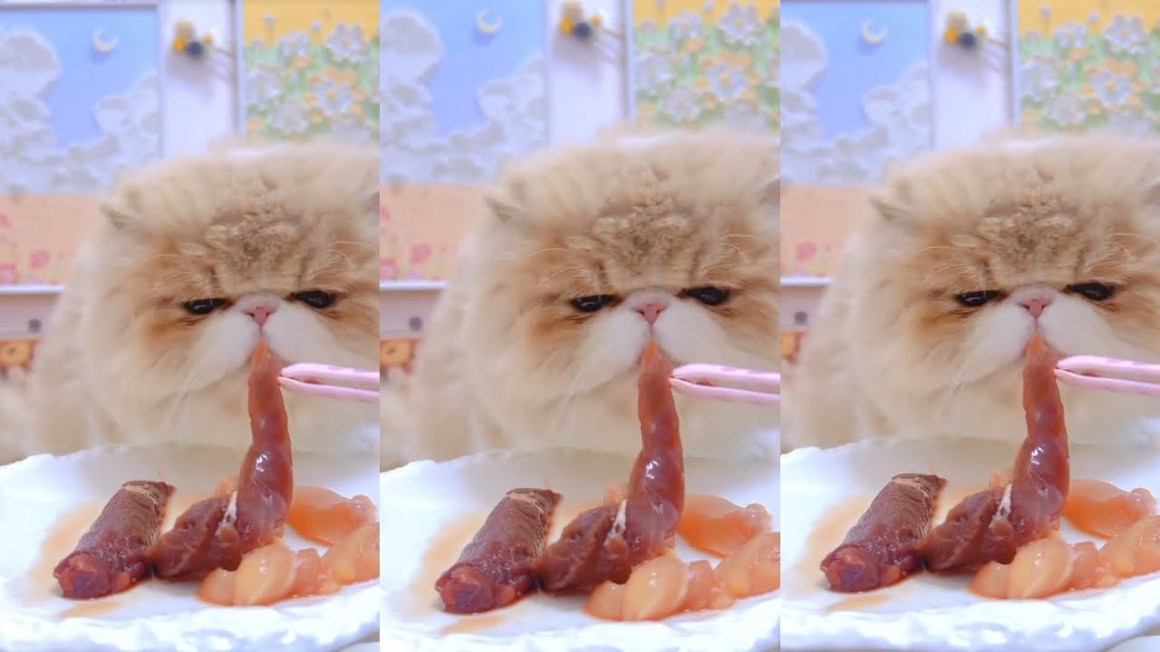 CAT EAT MEAT AND EGG||CAT MUKBANG CHINESE||#eatingshow #cat #mukbang # ...