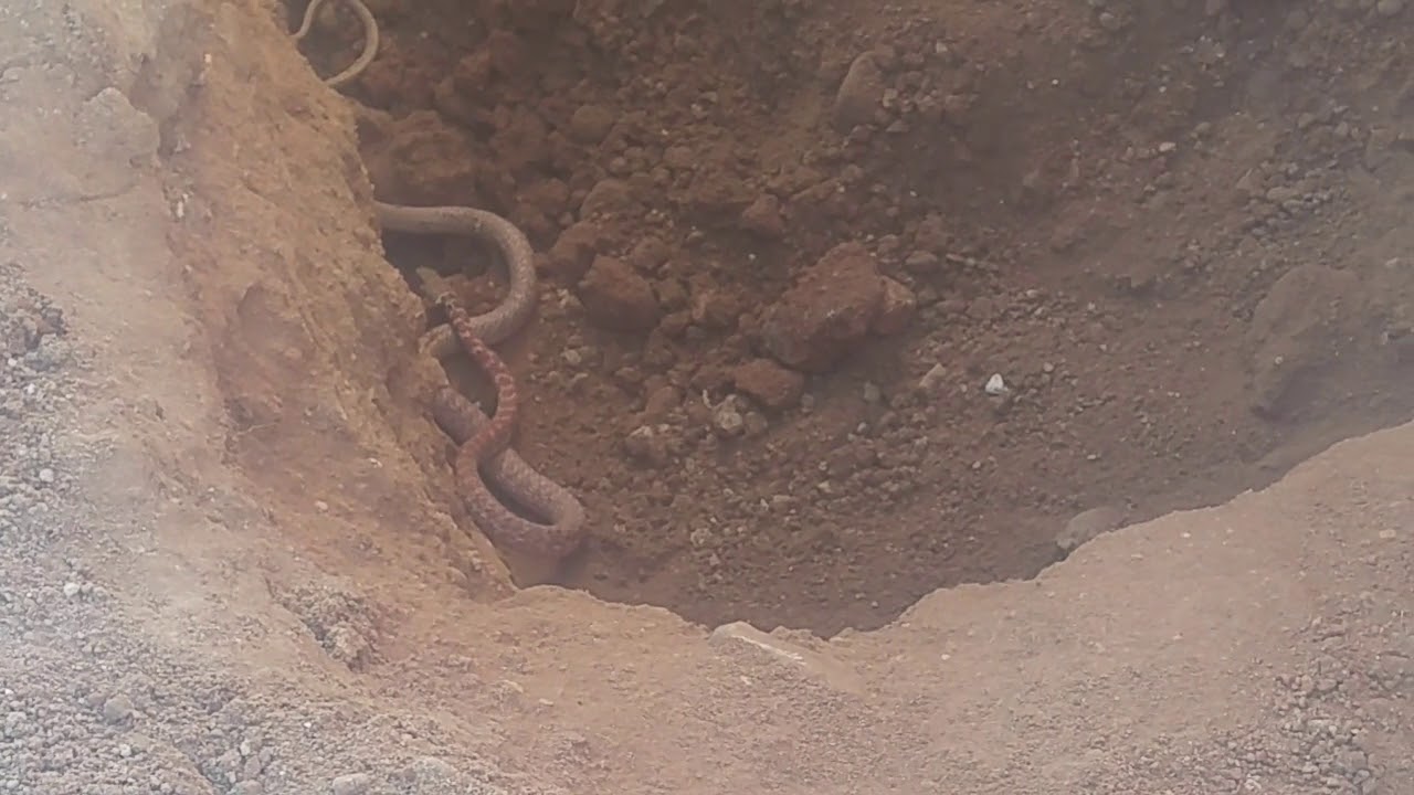 Helping A Neighbor Snake #2 - YouTube