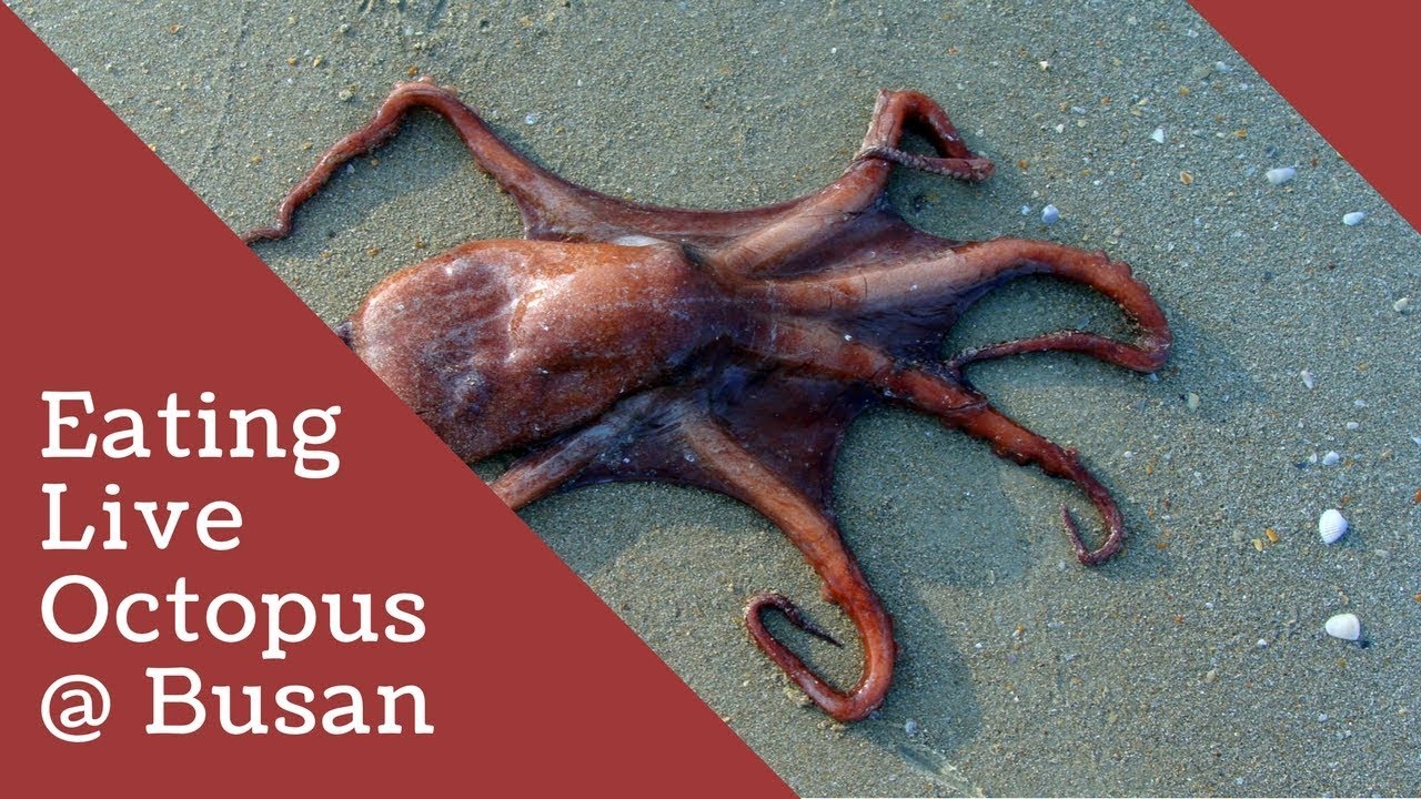 Eating live octopus in Busan - YouTube
