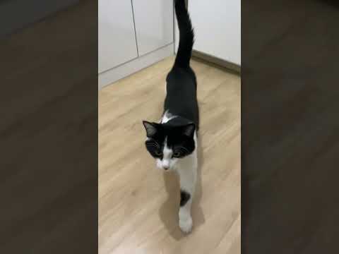 Kızgınlığa Gelmiş Erkek Kedi Sesi (Gerçek ve Net Ses Kaydı