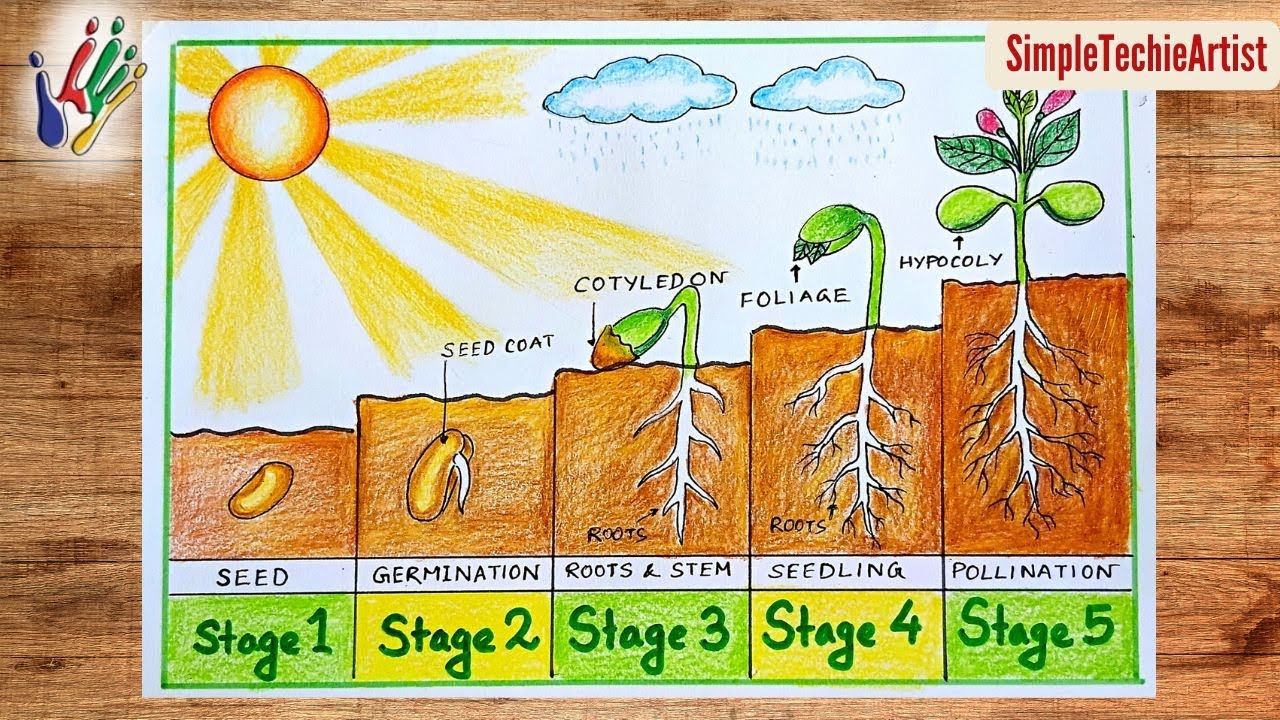 How TO Draw Seed Germination Step By Step Easy plants drawing/how to ...