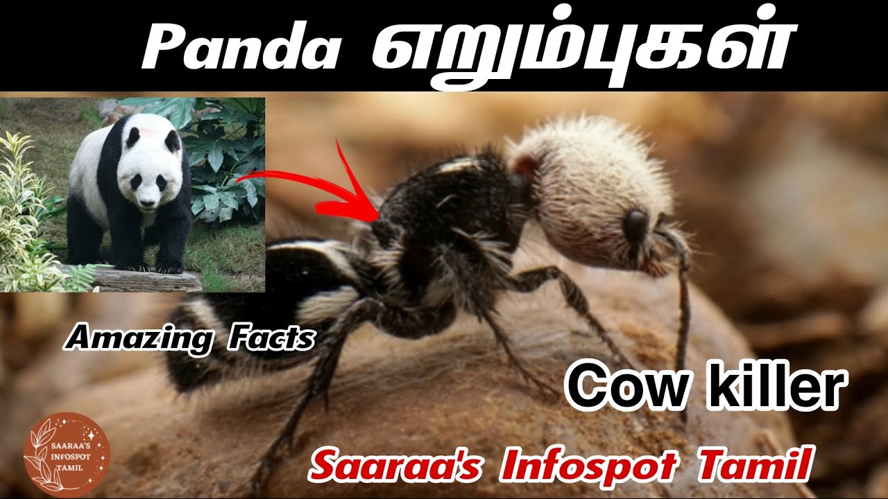 Panda Ant: Amazing And Interesting Facts|Euspinolia militaris|wasp # ...