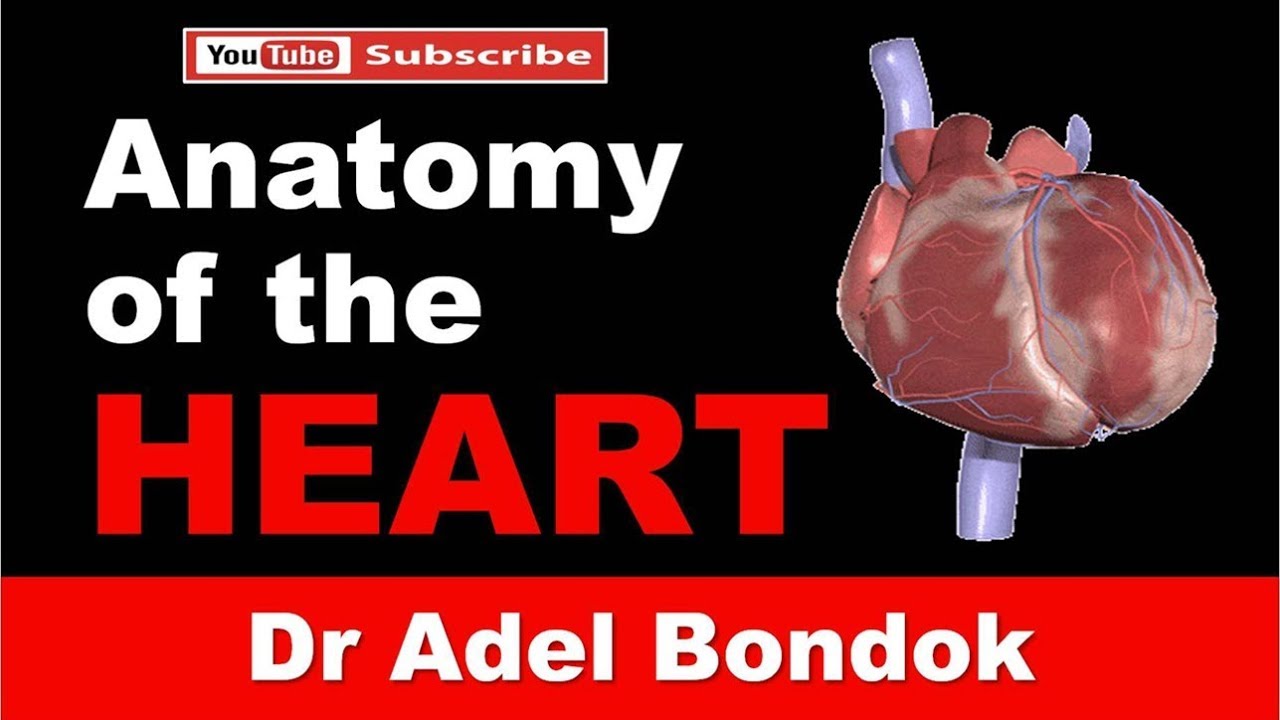 Anatomy of the Heart, External and Internal Features, Dr Adel Bondok ...