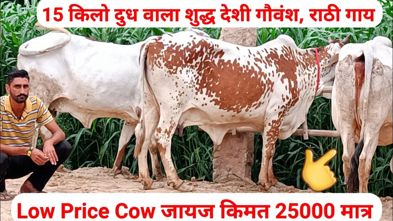 शुद्ध देसी गोवंश 15 किलो दुध क्षमता किमत 25000 से शुरू Low Price Cow ...