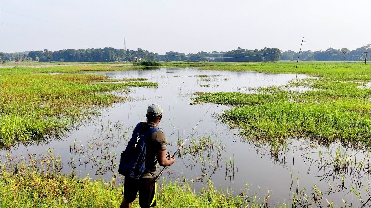 ഈ തോട്ടിലെ വരാൽ മീനെ മുഴുവൻ പിടിച്ചു🥰 Snakehead Fish on Every Cast ...