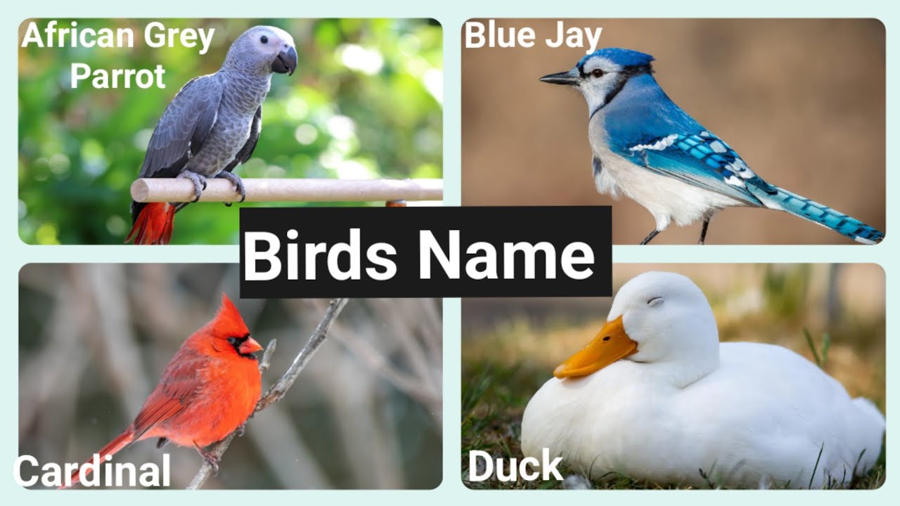 A To Z Birds Name | Birds And Their Sound | Birds Name | Birds Voice ...