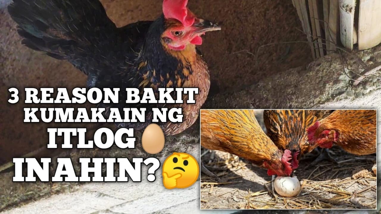 3 REASON BAKIT KINAKAIN NG INAHIN ANG KANYANG ITLOG - YouTube