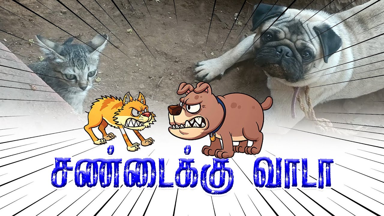 CAT DOG FUNNY FIGHT | முடியல So Funny | Animal Fight - YouTube