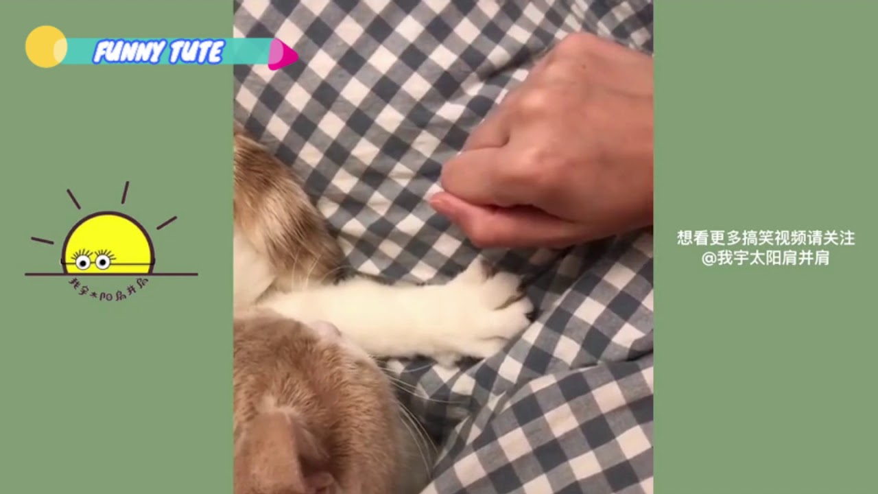 FUNNY TUTE: Cats and their nice hands | spread cats's fingers | Meow ...