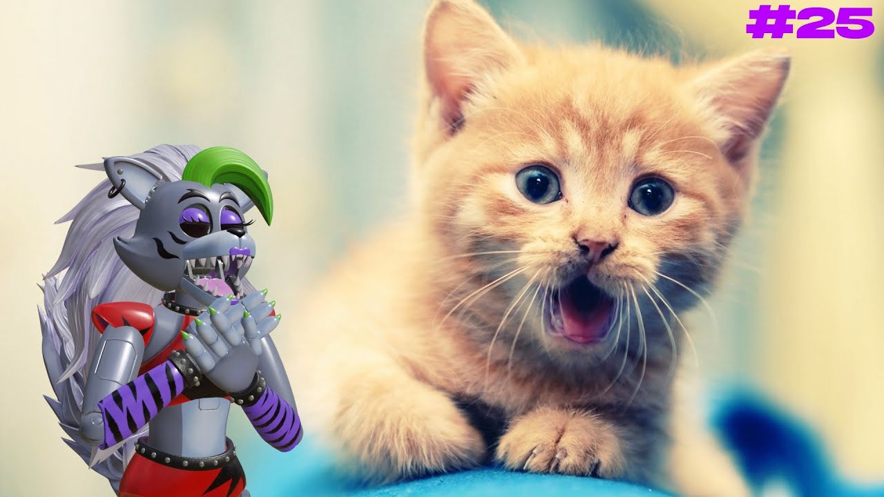 Roxanne Wolf REACTS to Cat Memes Part 25 - YouTube