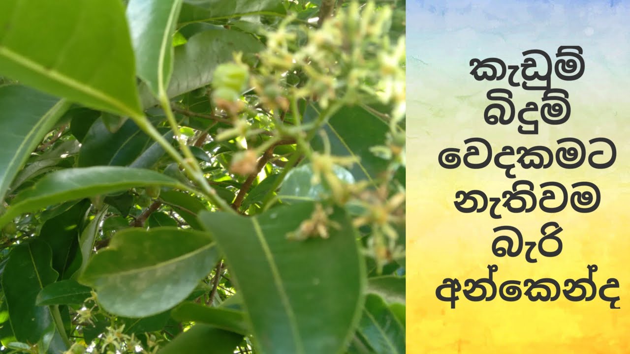 Ankenda/අංකෙන්ද/claw flowered laurel/#heritage#/medicinal plant/ - YouTube