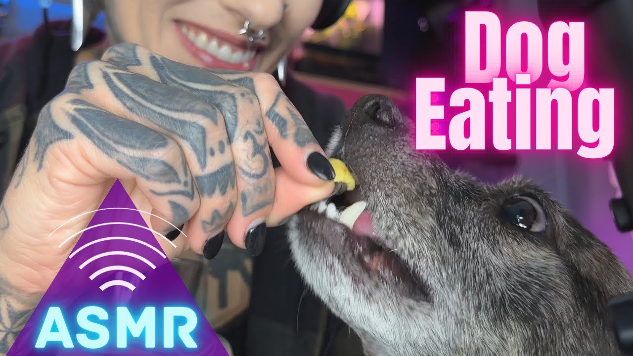 ASMR Feeding my Dog Crunchy Food- Dry Eating Sounds - YouTube