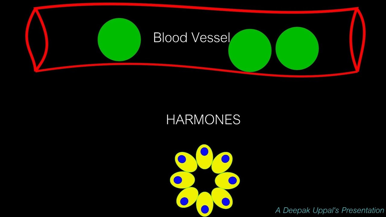 What is GLAND? - Animation - Classification - Exocrine Endocrine - YouTube