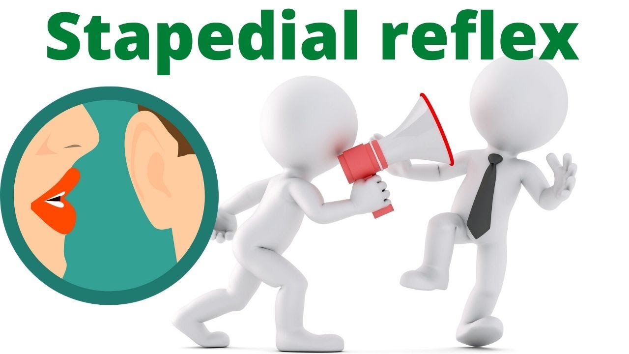 Stapedial reflex (Stapedial muscle) Stapedial reflex test : It is a ...